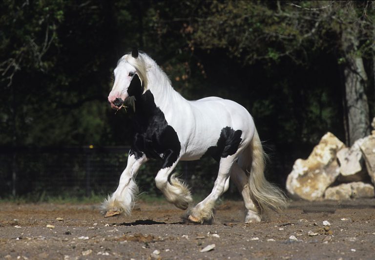 Tinker • Penny • Het paarden striptijdschrift voor de échte paardengek!