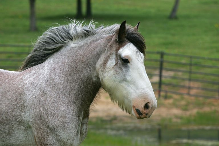 Tinker • Penny • Het paarden striptijdschrift voor de échte paardengek!