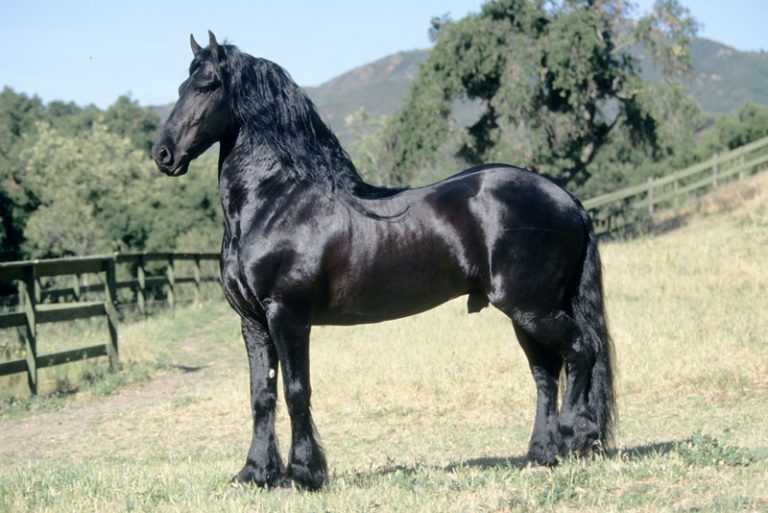 Fries • Penny • Het paarden striptijdschrift voor de échte paardengek!